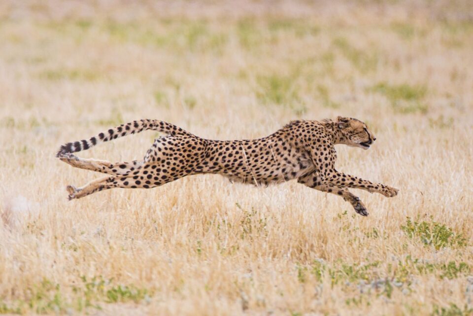 10 Fastest Animals That Dominate The Speed Game