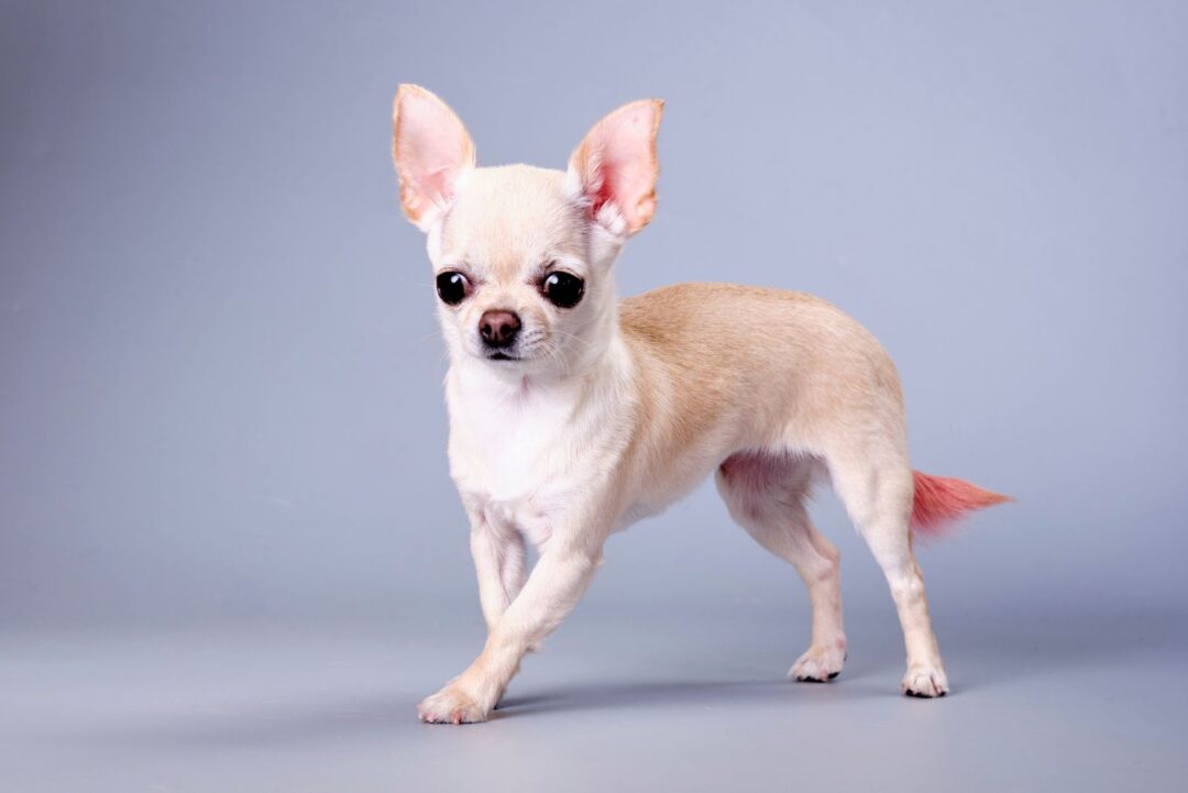 23 World’s Smallest Dog Breeds