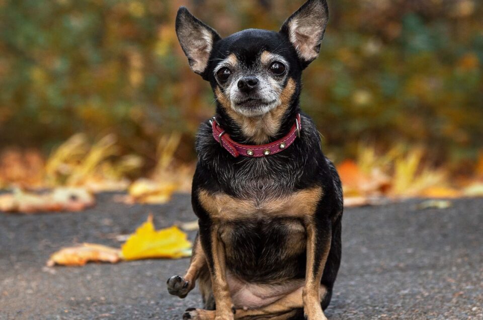 10 Most Talkative Dog Breeds That Love To Bark And Always Have ...