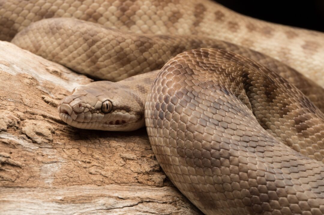 14 Friendliest Snake Species On Earth