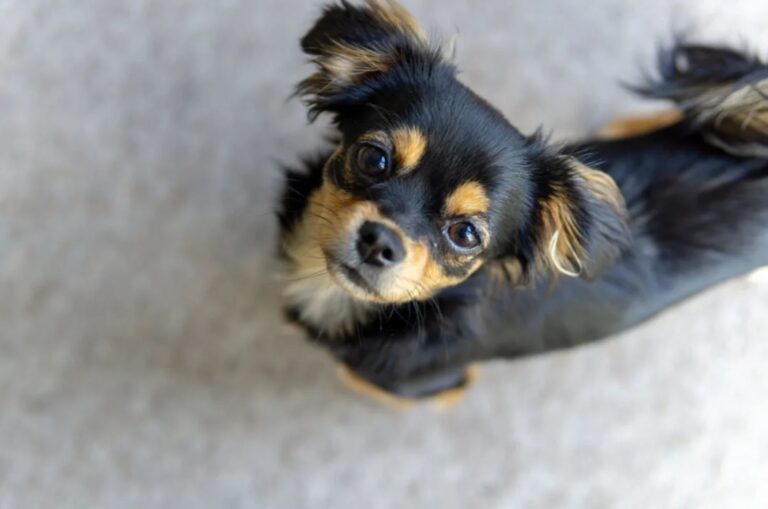 17 Cavalier King Charles Spaniel Mixes Nobody Can't Resist