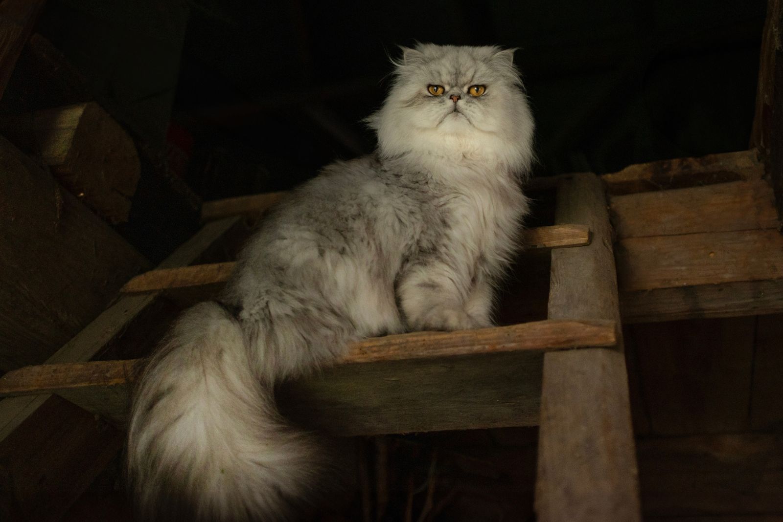 13 Most Unique Cat Coat Patterns You Will Have A Hard Time Believing ...
