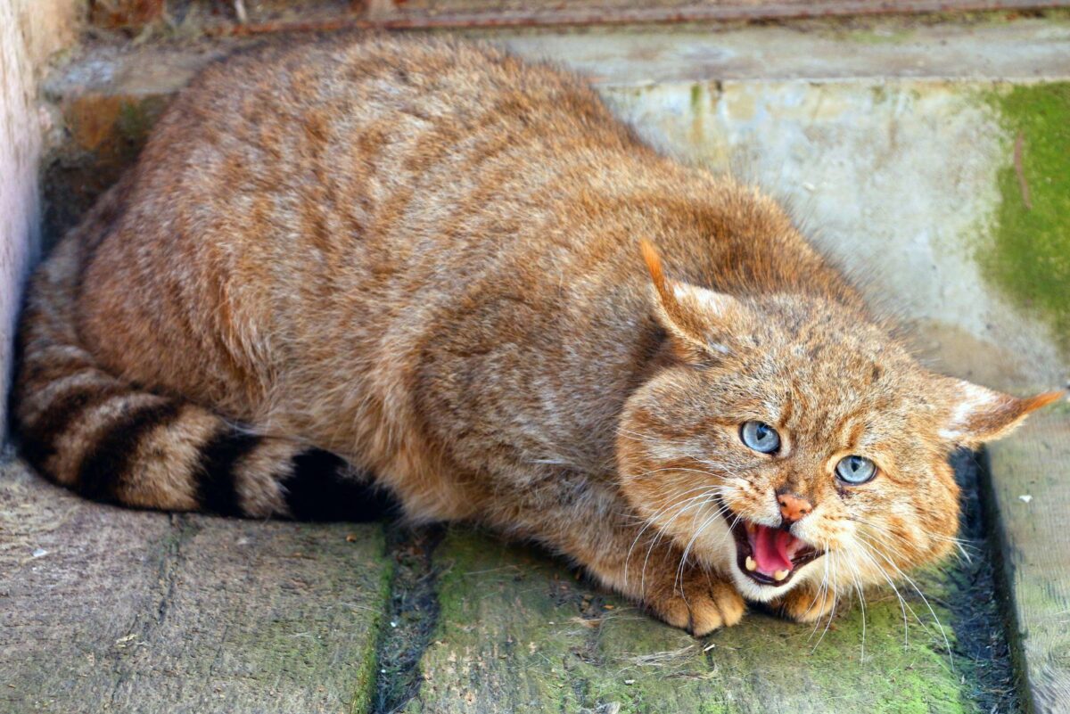 37 Incredible Wild Cat Breeds From Around The World