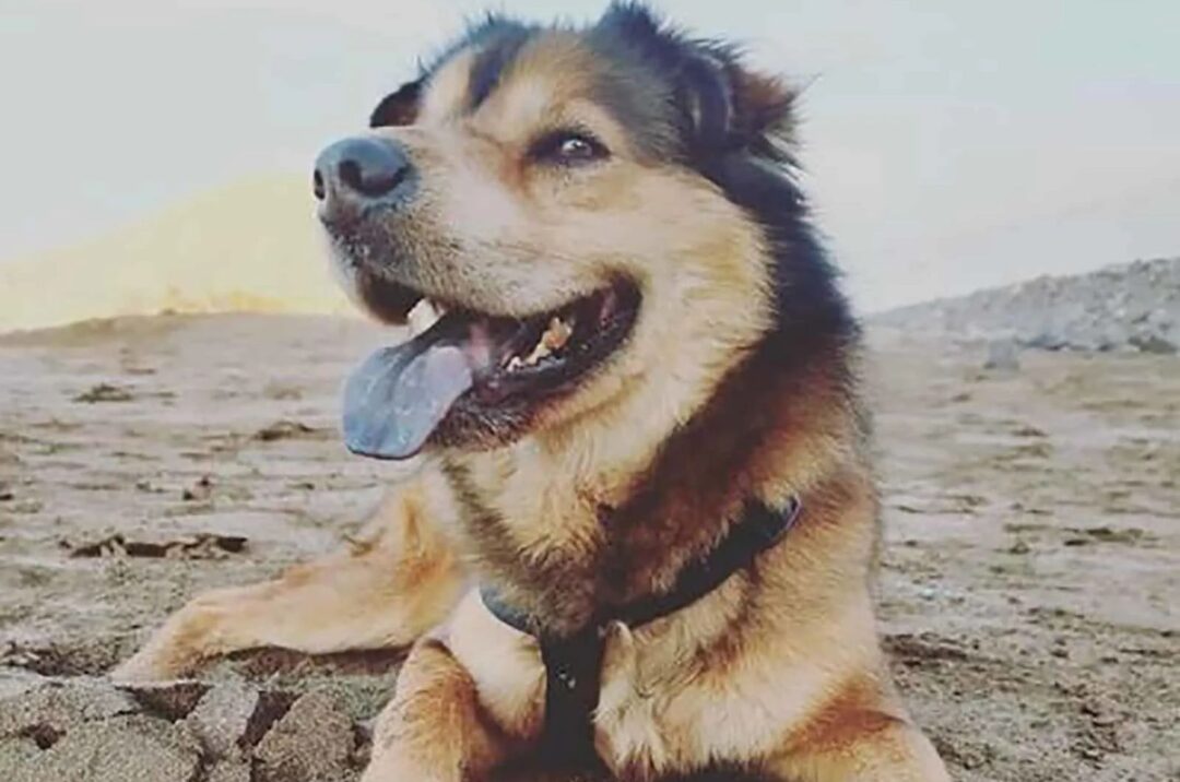 13 Shar Pei Mixes That Will Melt Your Heart