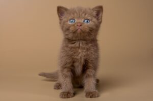 25 Beautiful And Rare Cat Colors And Patterns