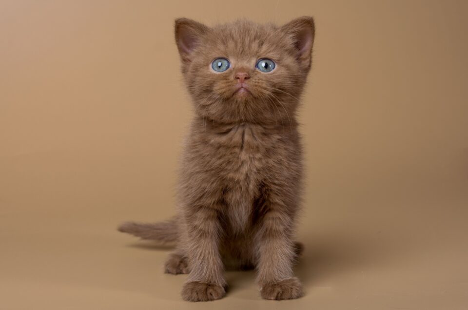 25 Beautiful And Rare Cat Colors And Patterns