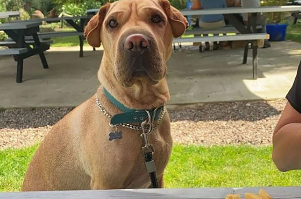 13 Shar Pei Mixes That Will Melt Your Heart