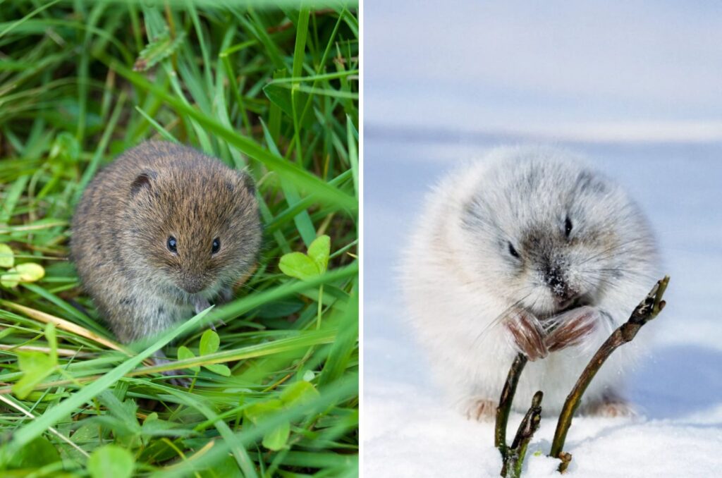 8 Fascinating Animals That Turn White In Wintertime