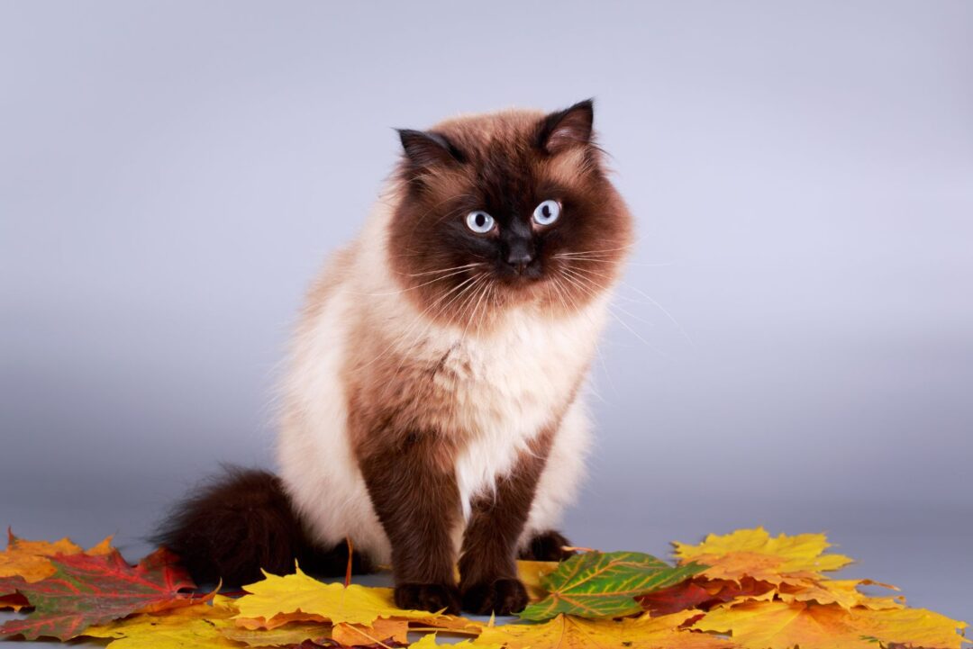 13 Most Unique Cat Coat Patterns You Will Have A Hard Time Believing ...