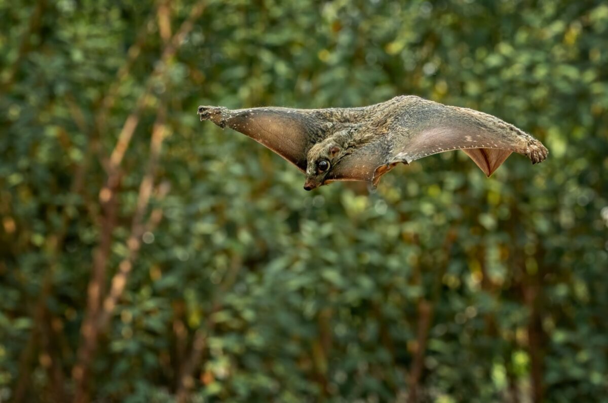 14 Animals That Can Fly Without Wings