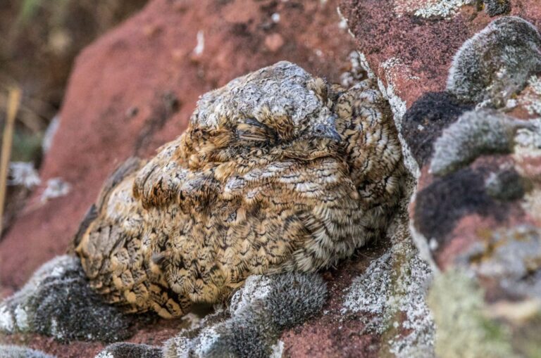 21 Surprising Animals That Hibernate The Longest