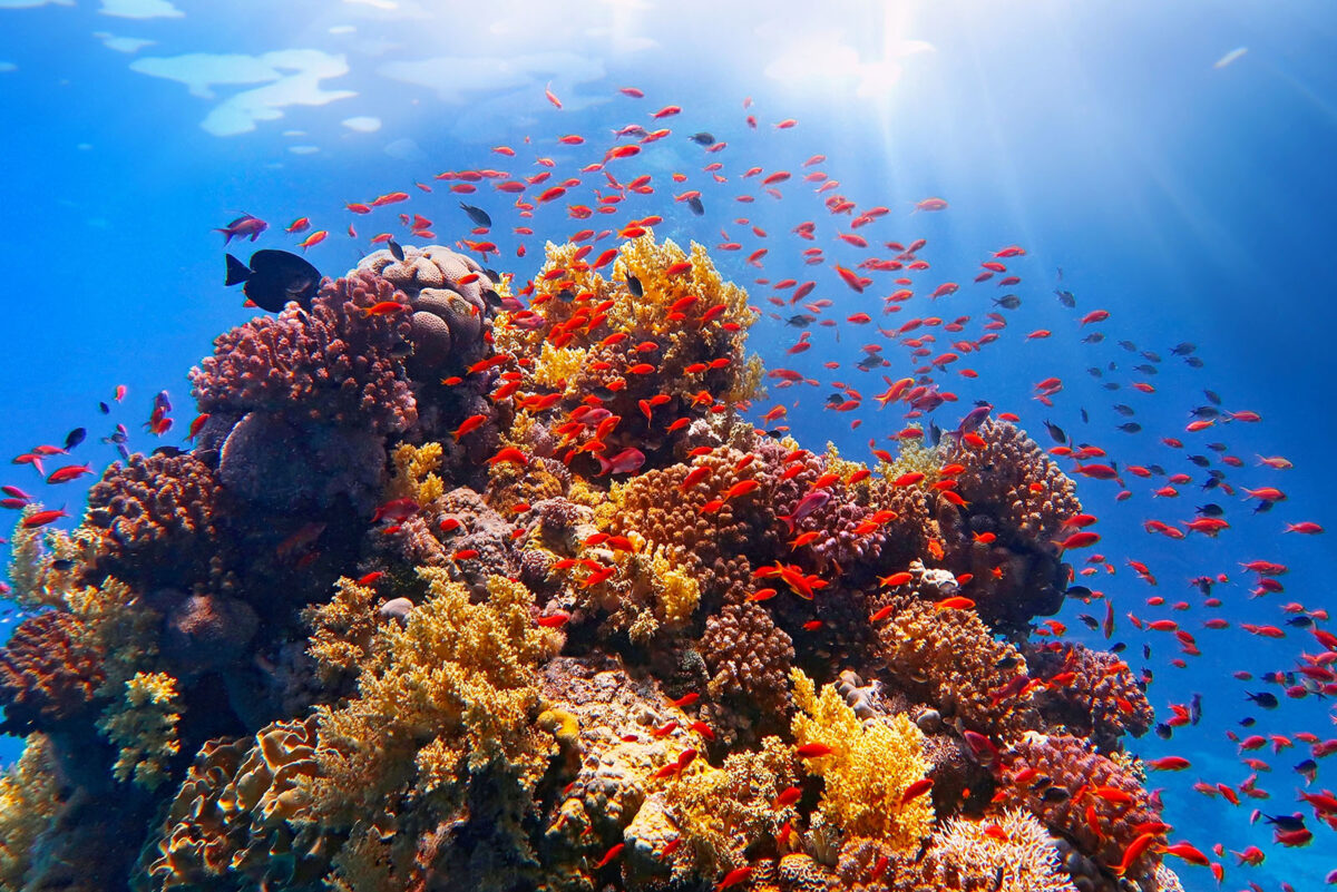 14 Incredible Animals That Are Quietly Saving The Planet
