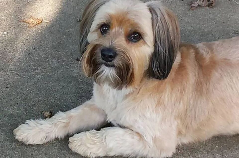 22 Stunning Yorkie Mixes That Will Capture Your Attention And Your Heart