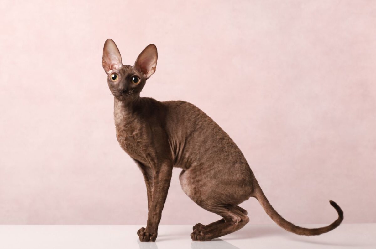 18 Cat Breeds With Weirdly Small Heads