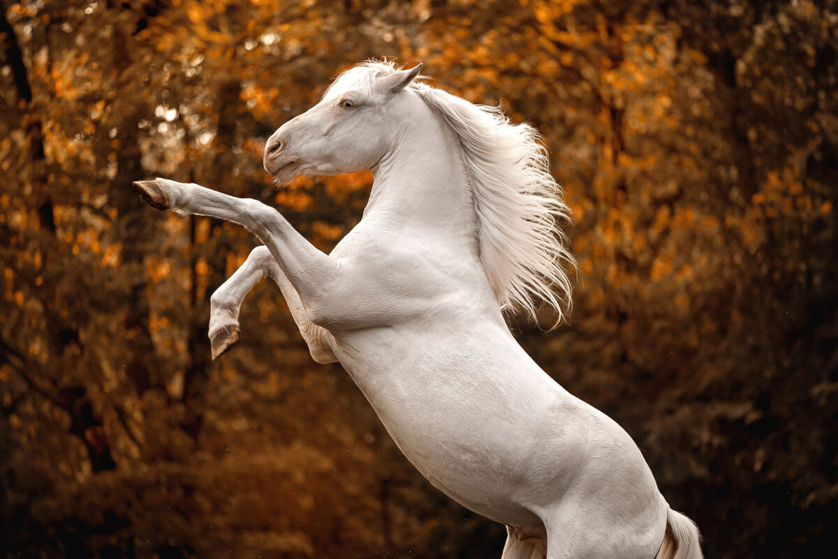 13 Horse Colors And Patterns So Unique They’ll Take Your Breath Away