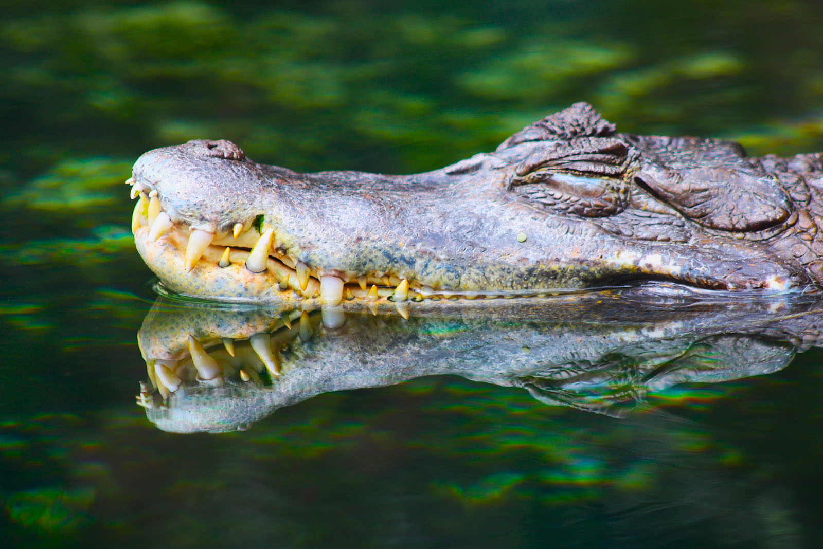 12 Animals That Call Both Land And Water Their Home