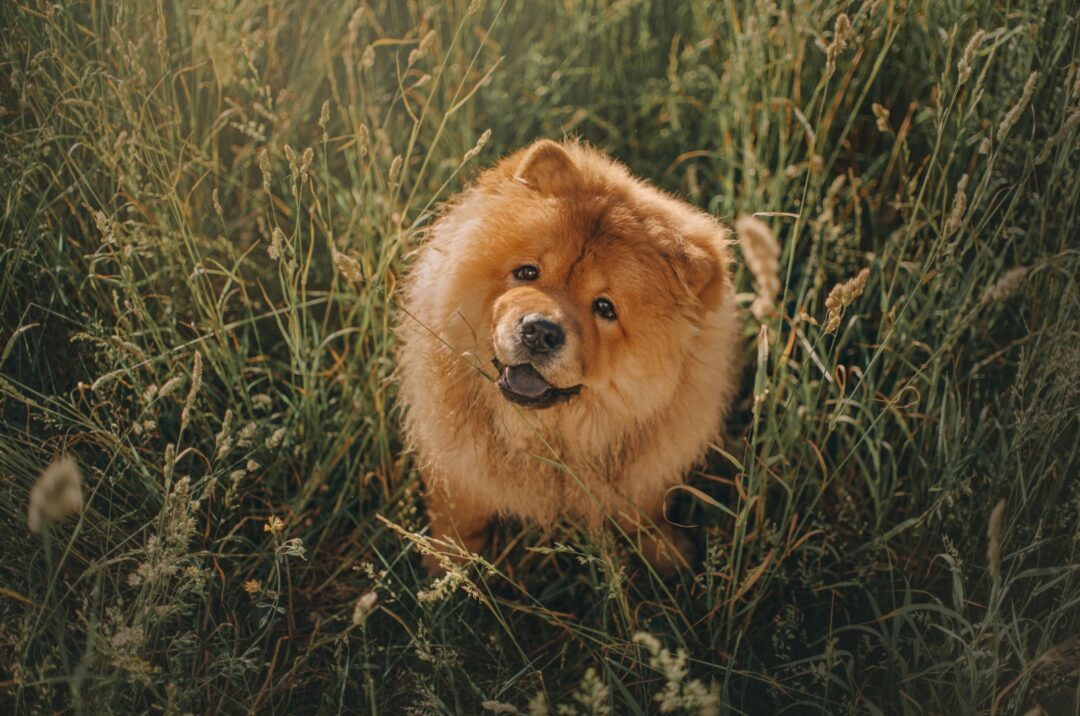 9 Intriguing Fun Facts About Chow Chow Dogs