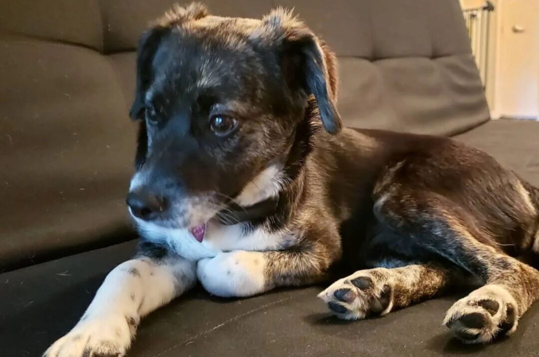 22 Most Adorable Dachshund Mix Breeds