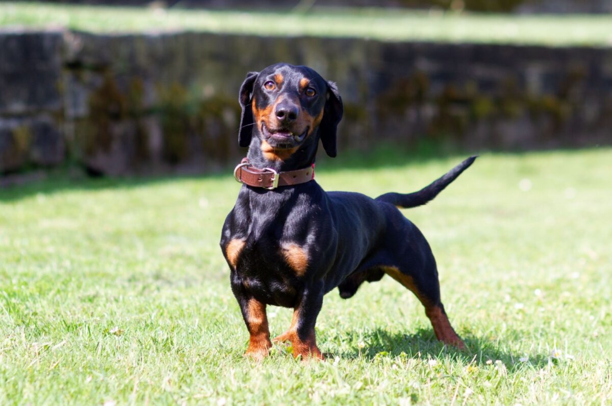 10 Most Talkative Dog Breeds That Love To Bark And Always Have ...