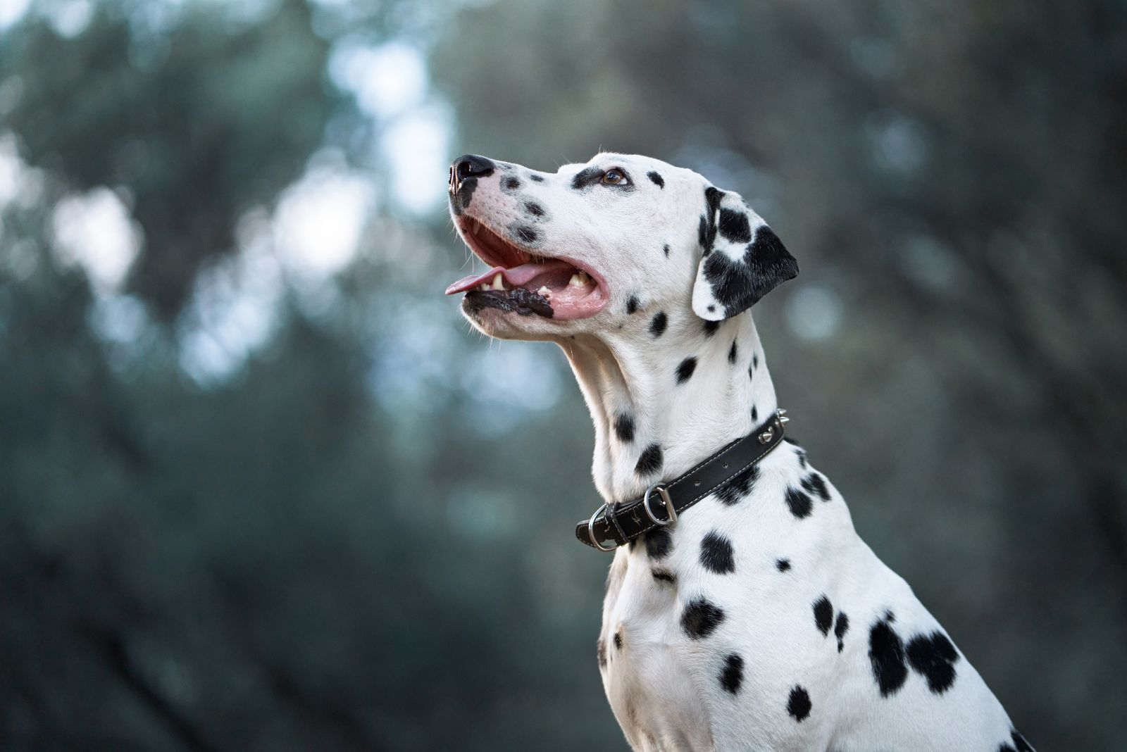 10 Animals Whose Patterns And Colors Make Them Stand Out