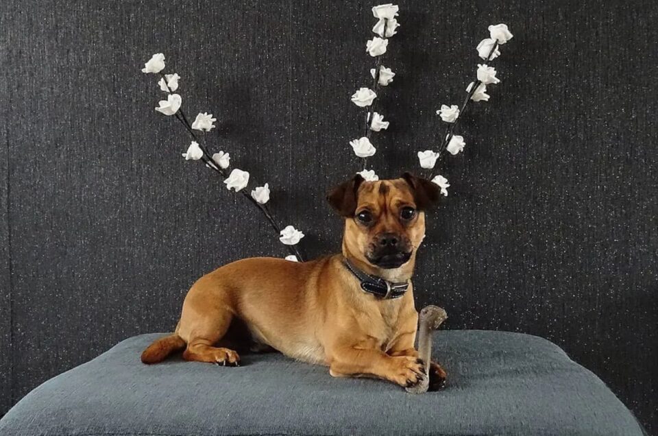 22 Most Adorable Dachshund Mix Breeds