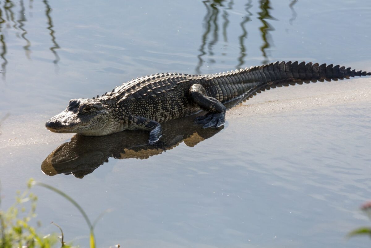 9 US States Where You Can Legally Own An Alligator As A Pet