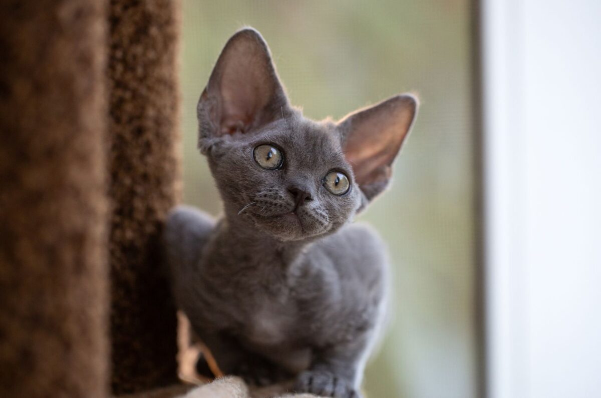 14 Rare And Unique Cat Breeds You’ll Instantly Fall In Love With