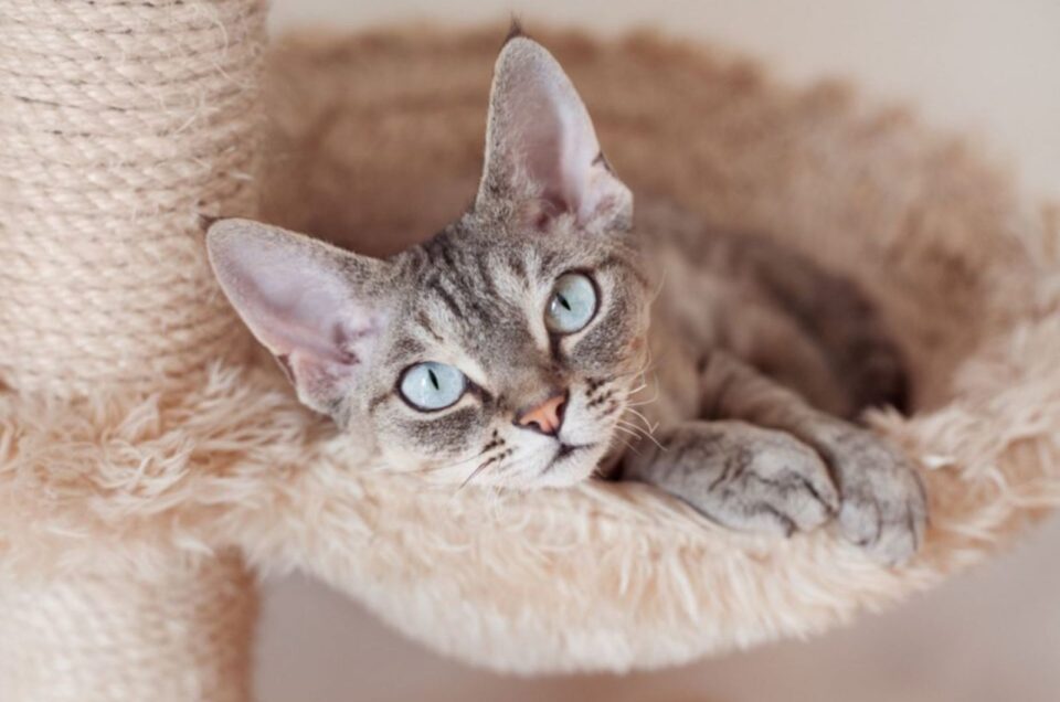 18 Cat Breeds With Weirdly Small Heads