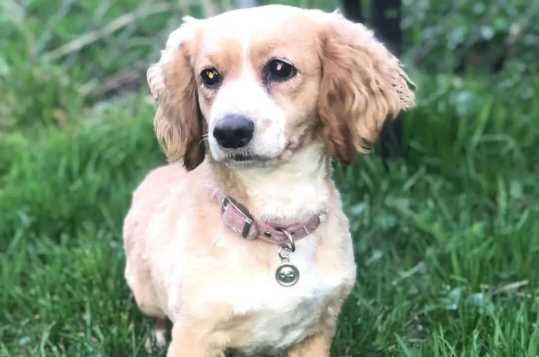 22 Most Adorable Dachshund Mix Breeds