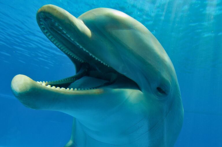 14 Wild Creatures With Unexpectedly Sweet Personalities