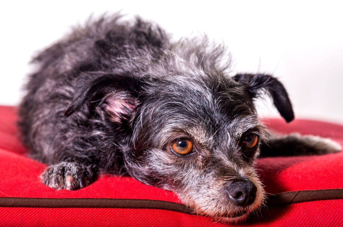 22 Stunning Yorkie Mixes That Will Capture Your Attention And Your Heart