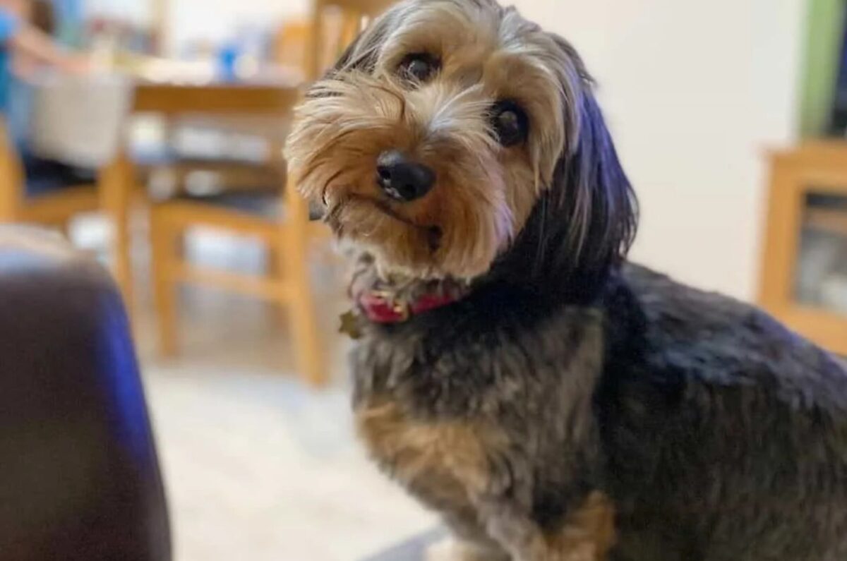 22 Most Adorable Dachshund Mix Breeds