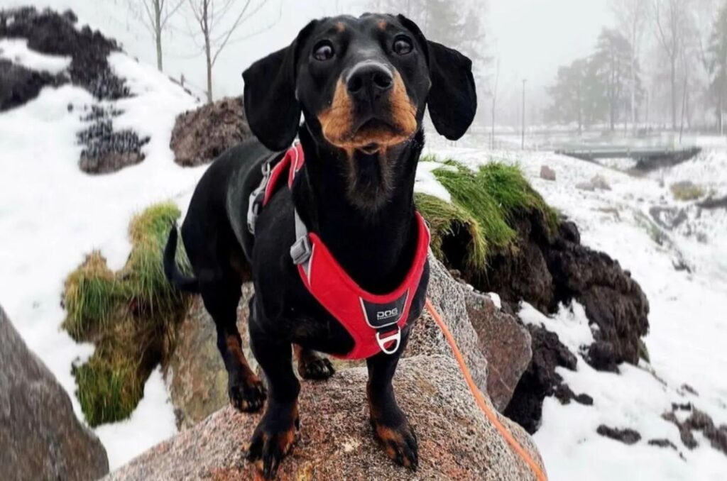 22 Most Adorable Dachshund Mix Breeds