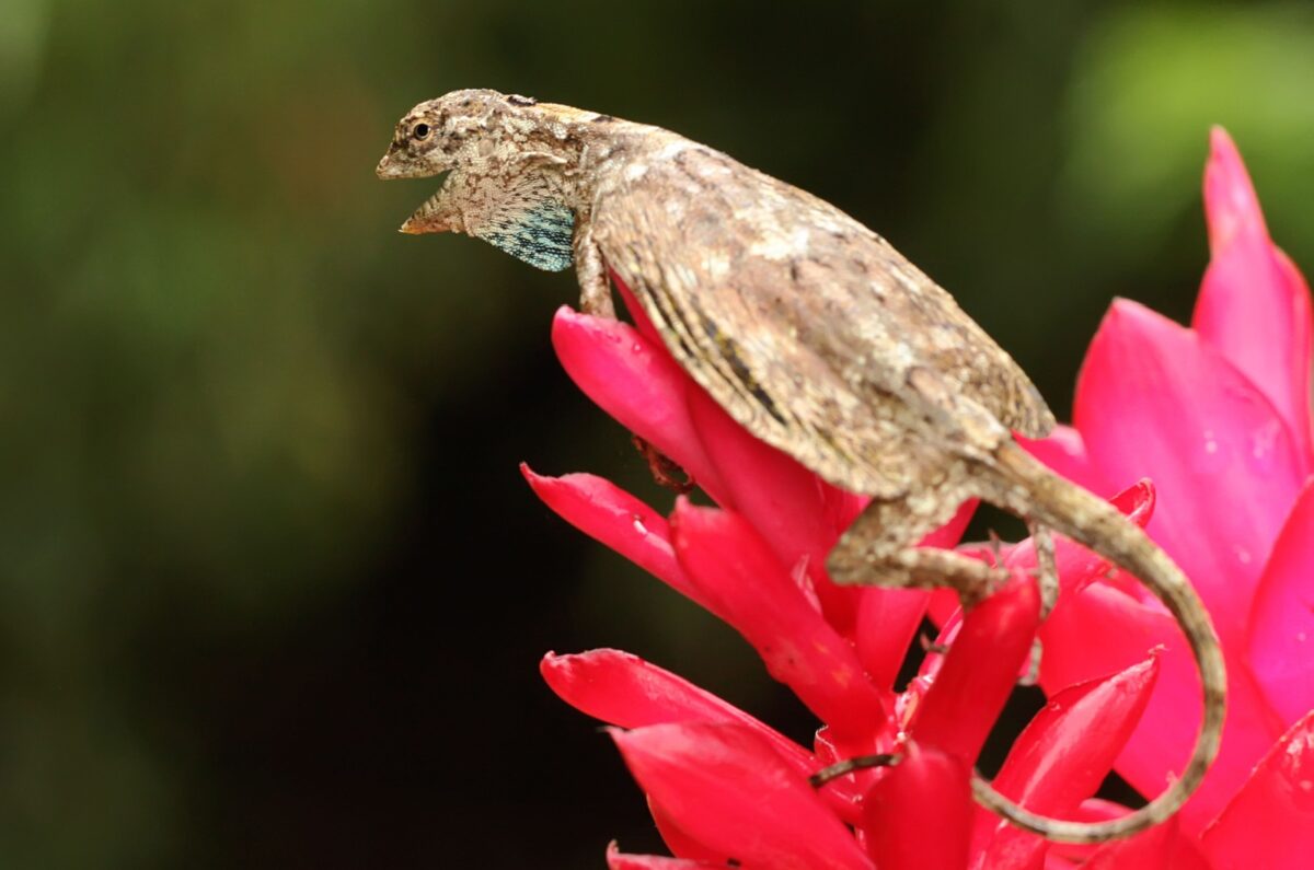 14 Animals That Can Fly Without Wings
