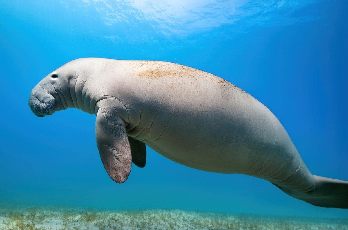 19 Extraordinary Animals You Won’t Believe Exist