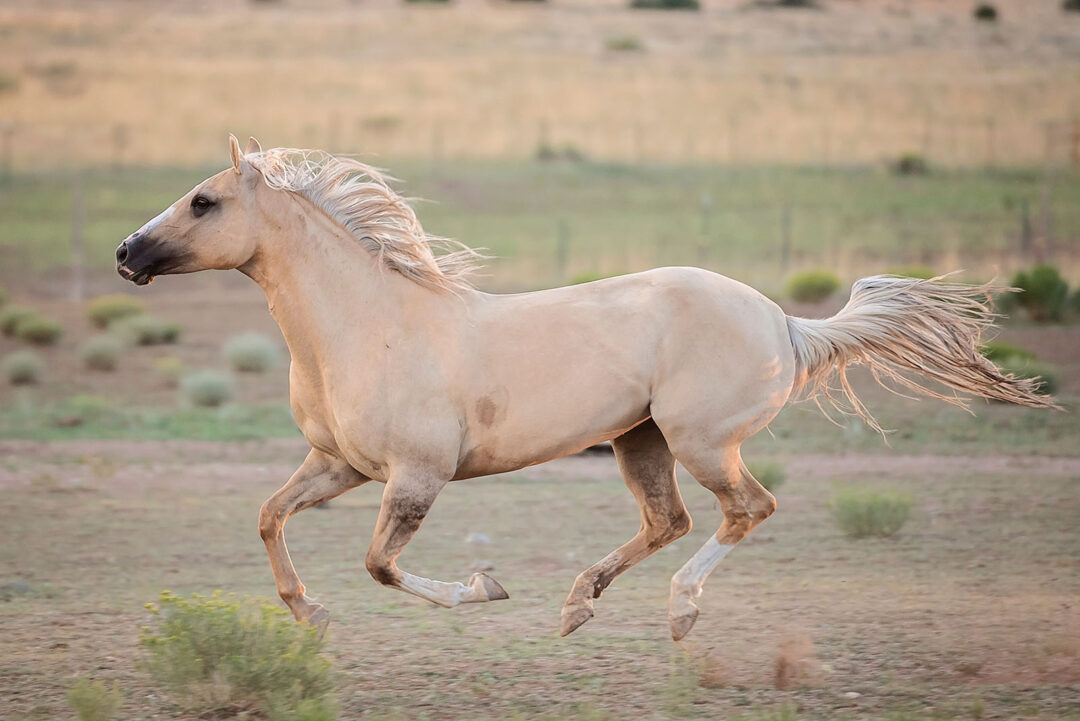 13 Horse Colors And Patterns So Unique They’ll Take Your Breath Away
