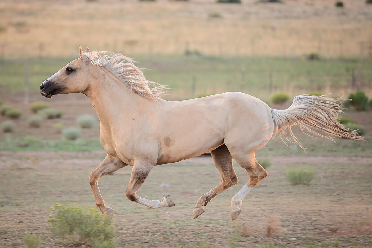 13 Horse Colors And Patterns So Unique They’ll Take Your Breath Away