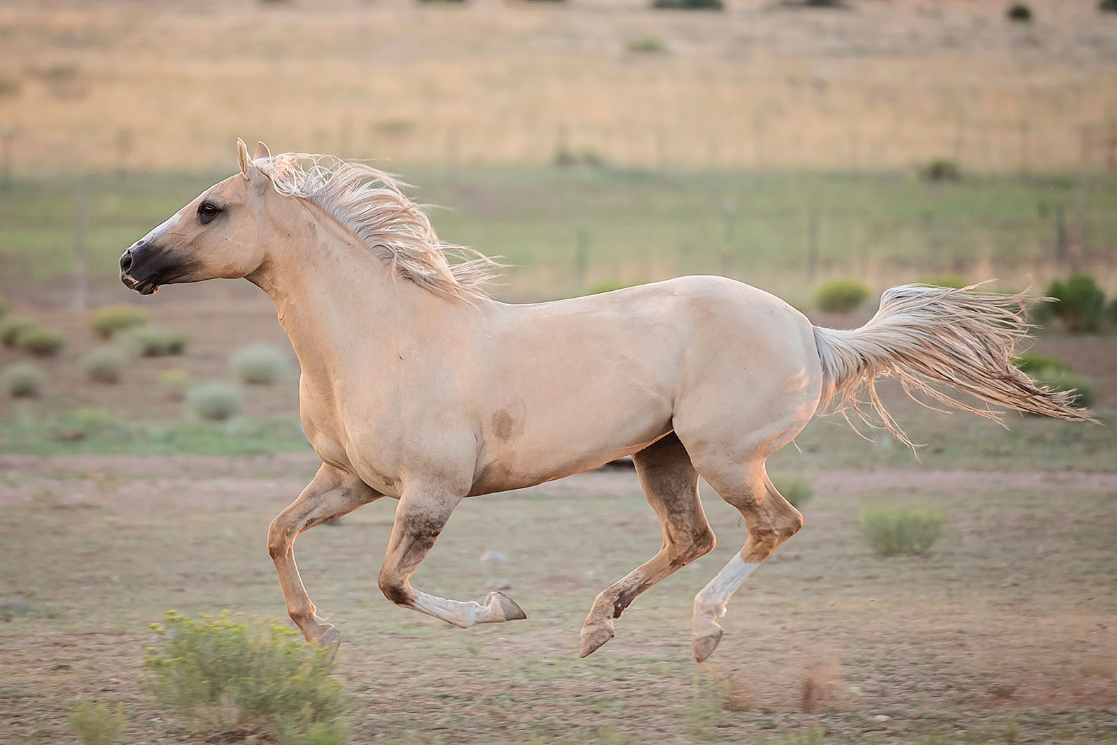 13 Horse Colors And Patterns So Unique They’ll Take Your Breath Away