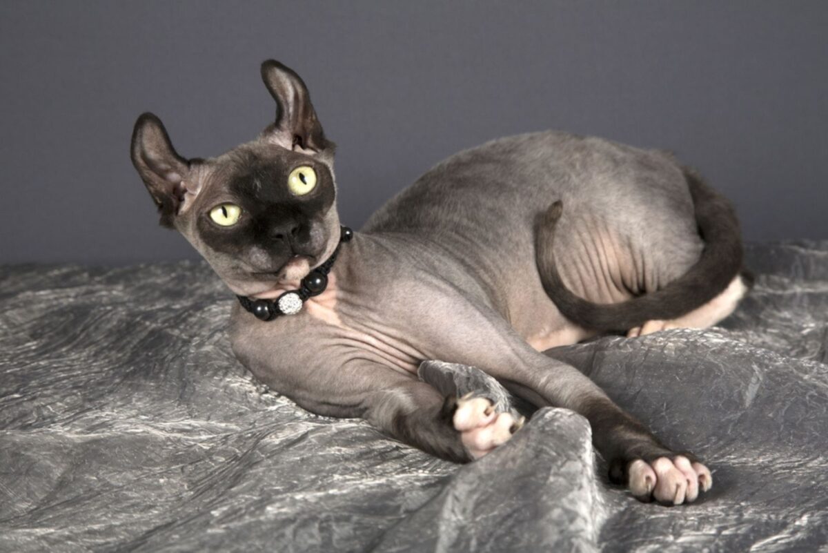 10 Short-Legged Cat Breeds You’ll Fall In Love With