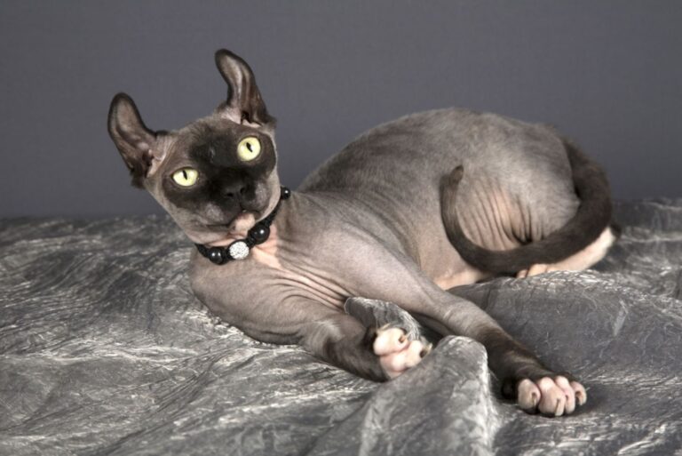 10 Short-Legged Cat Breeds You’ll Fall In Love With