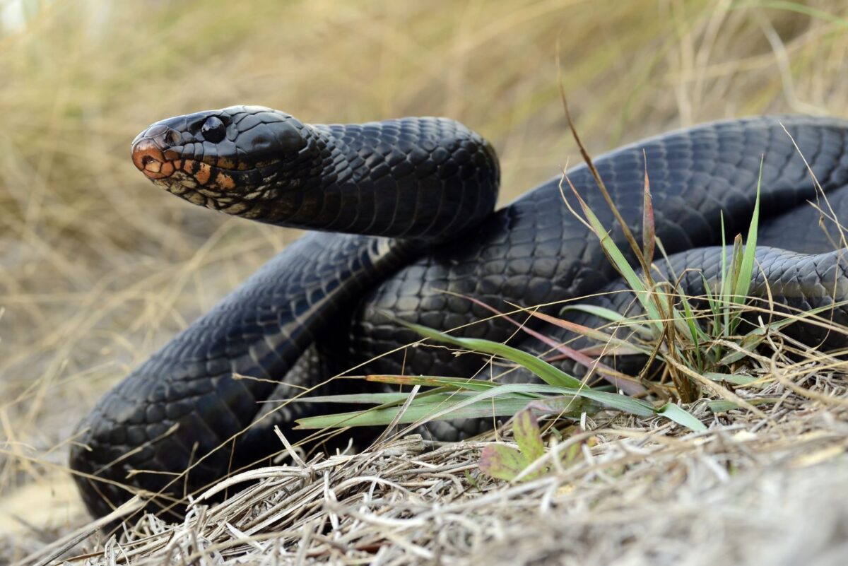 15 Largest Snakes In The World, Ranked From Biggest To Smallest