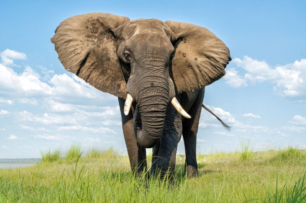 13 Animals With Fascinating Ways Of Communication