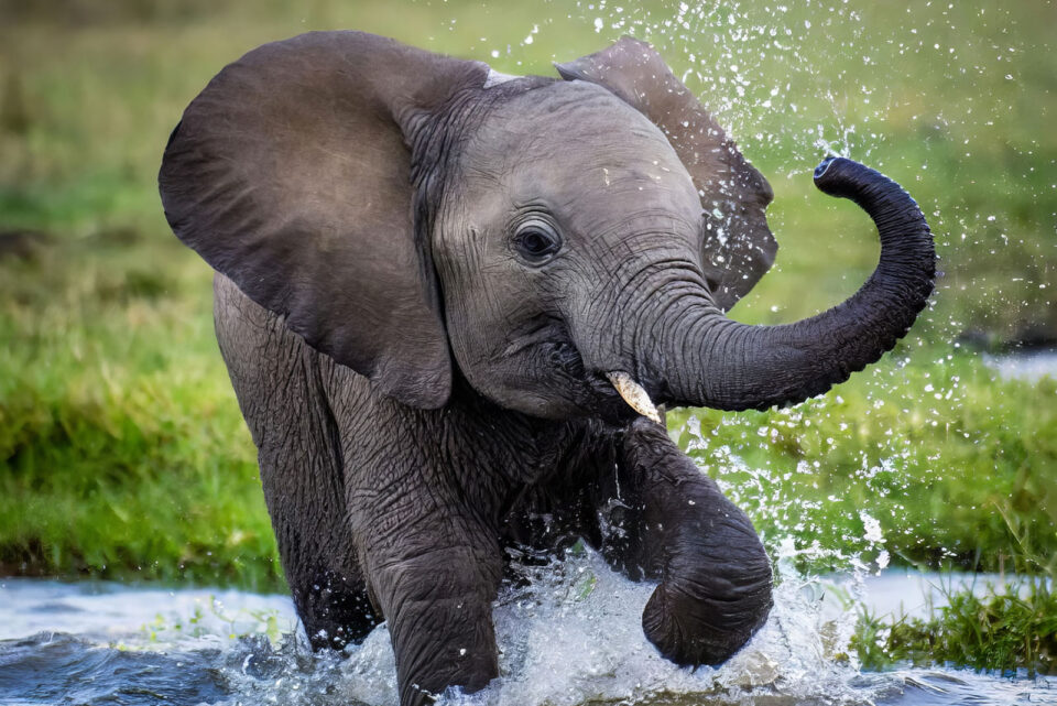 14 Incredible Animals That Are Quietly Saving The Planet