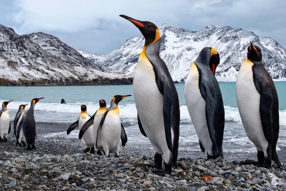 11 Animals With The Most Fascinating Survival Techniques