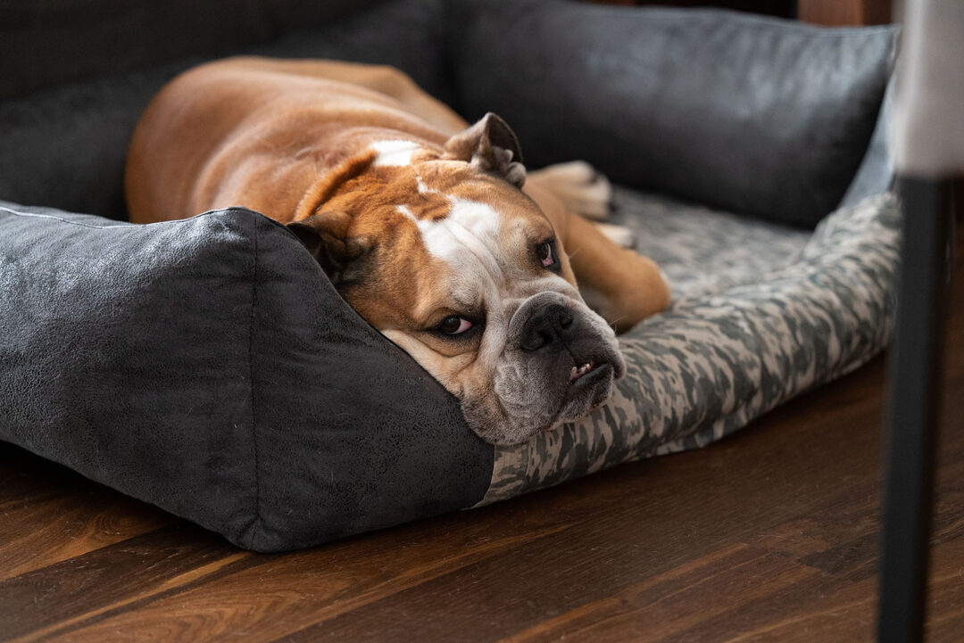 10 Most Stubborn Dog Breeds That Will Surely Test Your Patience