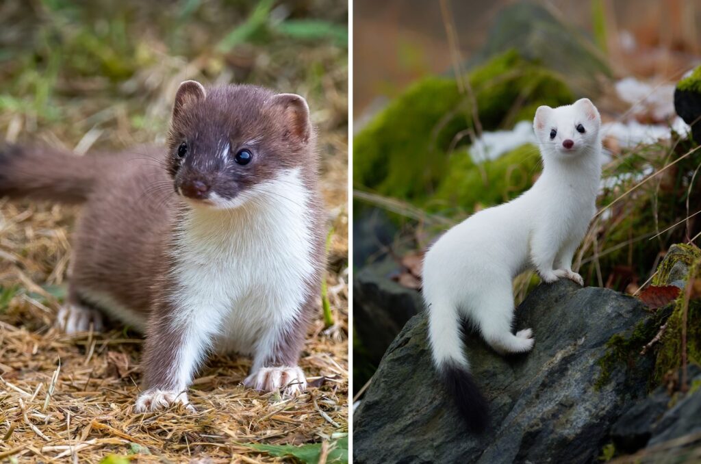 8 Fascinating Animals That Turn White In Wintertime