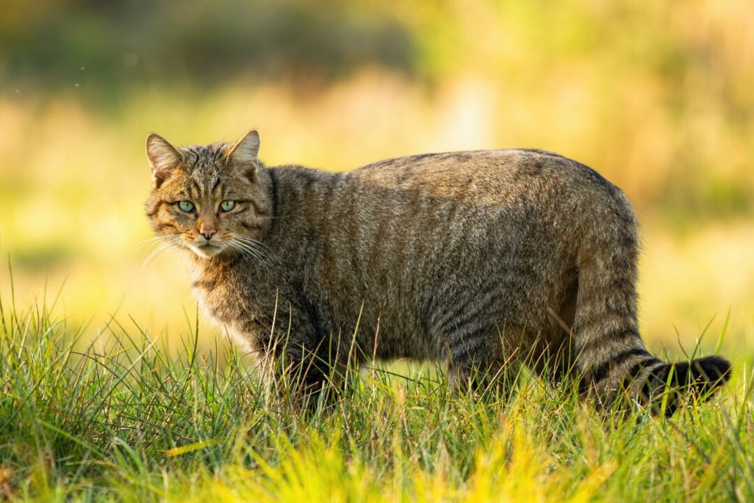 37 Incredible Wild Cat Breeds From Around The World