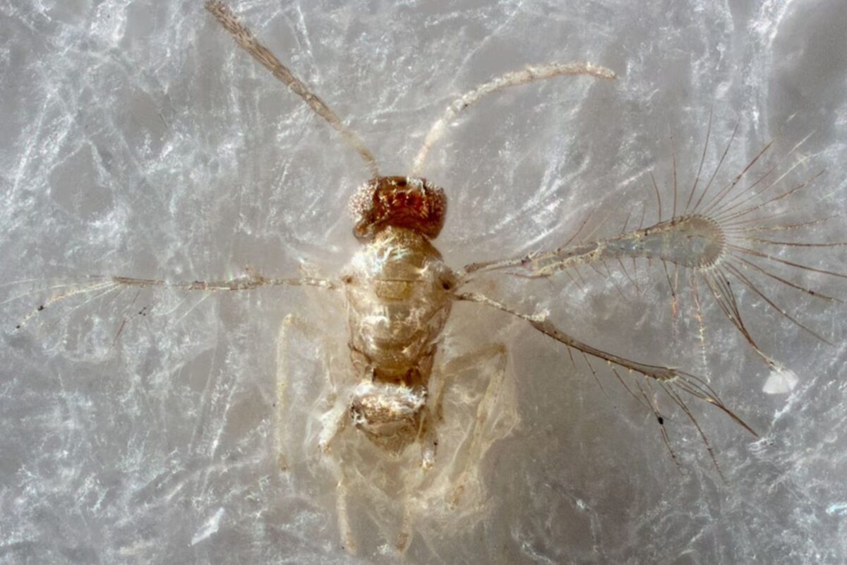 6 Unbelievably Tiny Animals That Fit In The Palm Of Your Hand