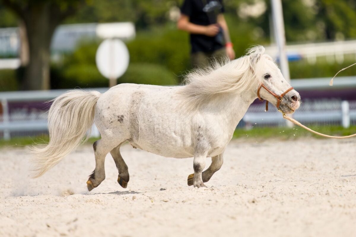 17 Exceptionally Rare Horses You’ve Probably Never Seen