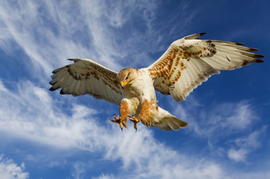 12 Fearsome Birds Of Prey In America And Their Incredible Hunting Skills